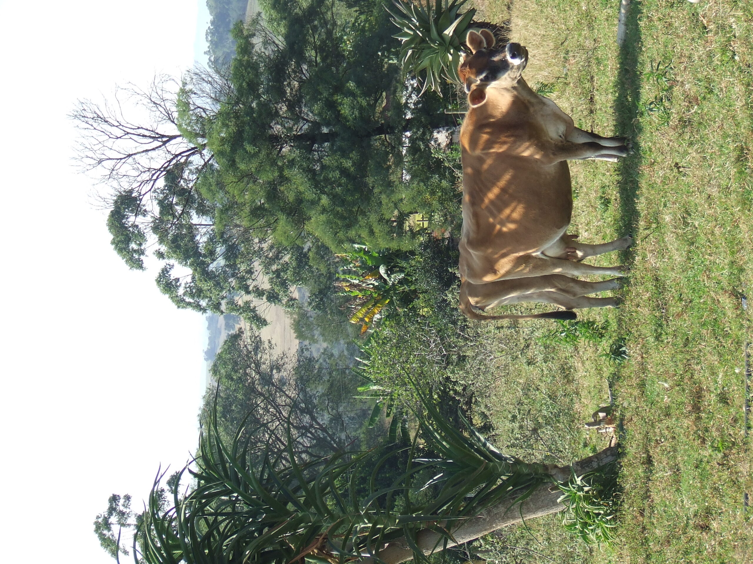 Enaleni Farm- courtesy of CLP 018 – Church Land